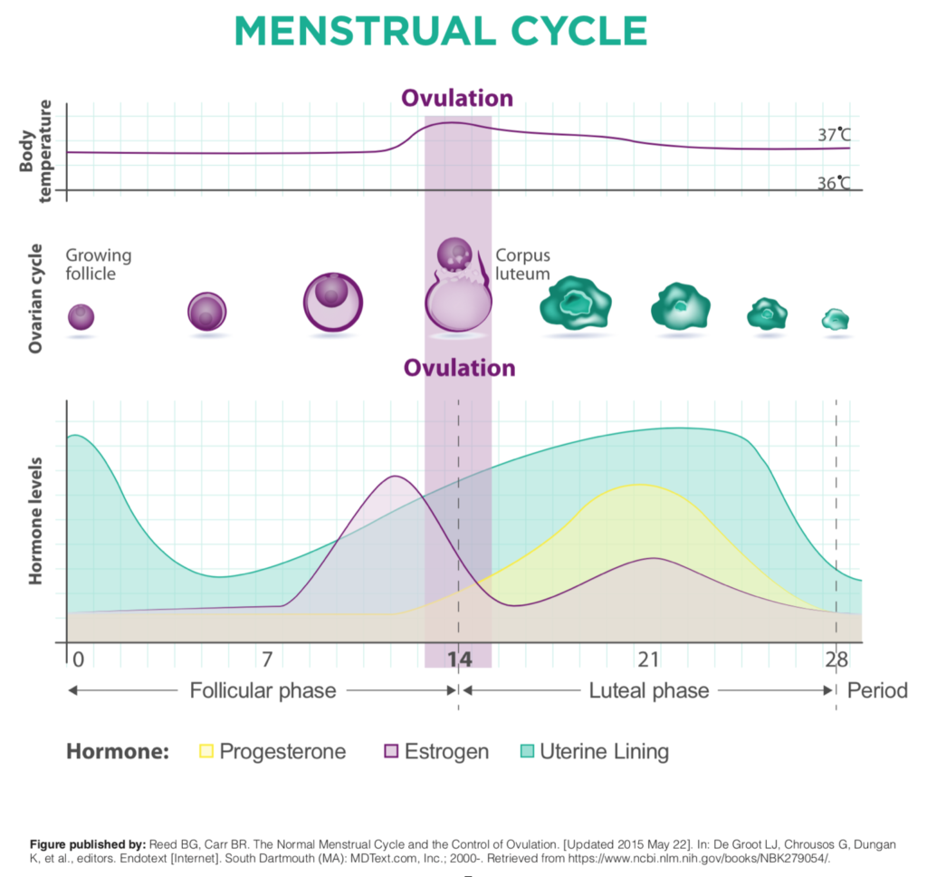 Understanding Your Monthly Cycle To Improve Conception Prenate 
